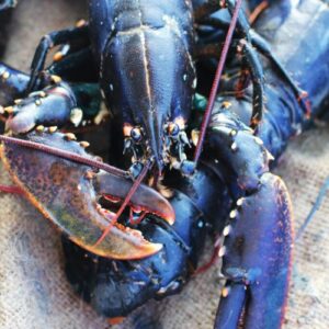 Kreeft klaarmaken...hoe doe je dit nu eigenlijk? - Liliesfood