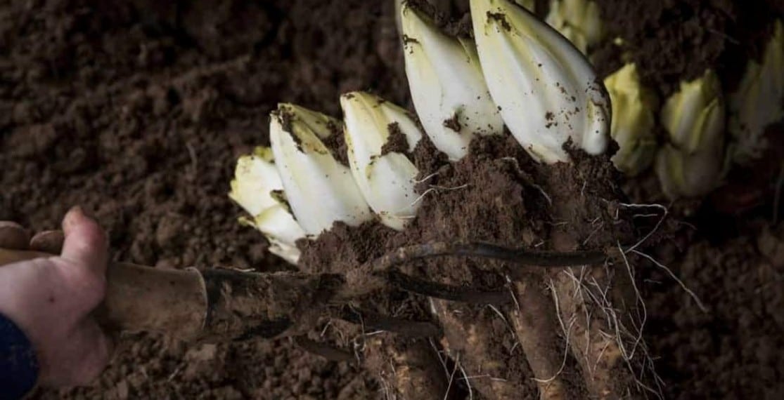 Witloof! Belgische trots en held in jouw keuken!